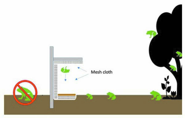 Fencing for frogs; the effort to build a barrier to slow down coqui in ...